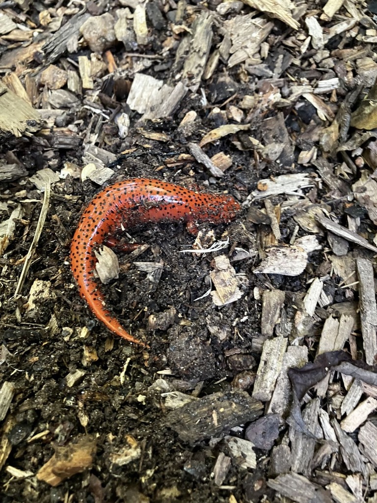 Red Salamander in August 2023 by buncombe_nc. ecoEXPLORE Username ...