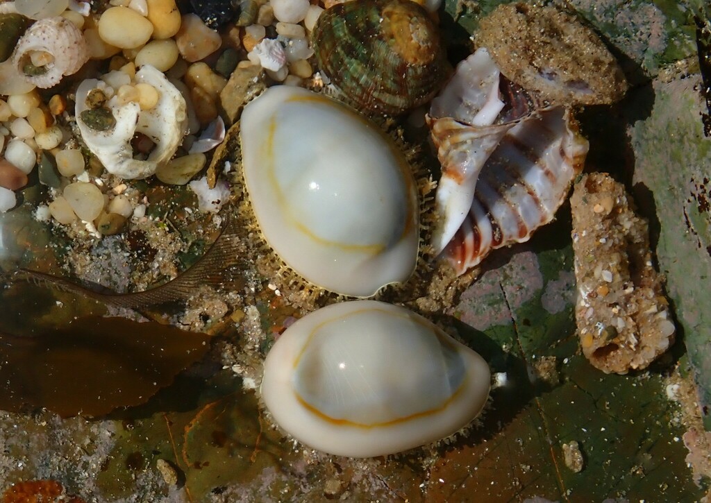 Gold Ring Cowry from Barcoongere, NSW, Australia on August 29, 2023 at ...