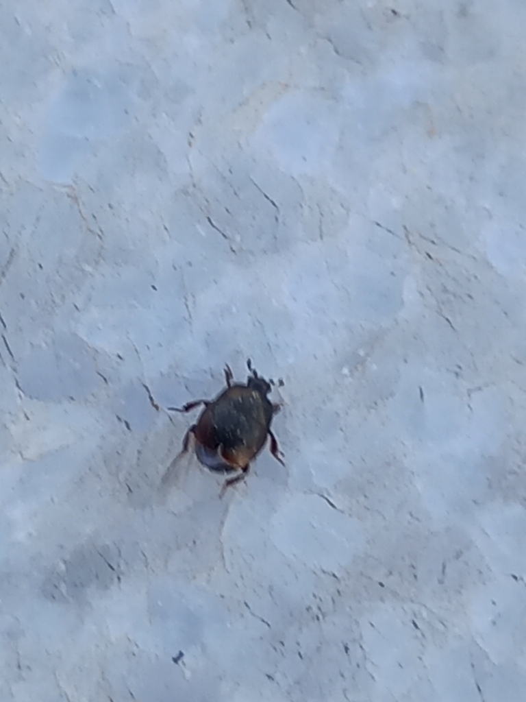 Saprinus from Durrës, Albania on August 28, 2023 at 06:09 PM by Arian ...