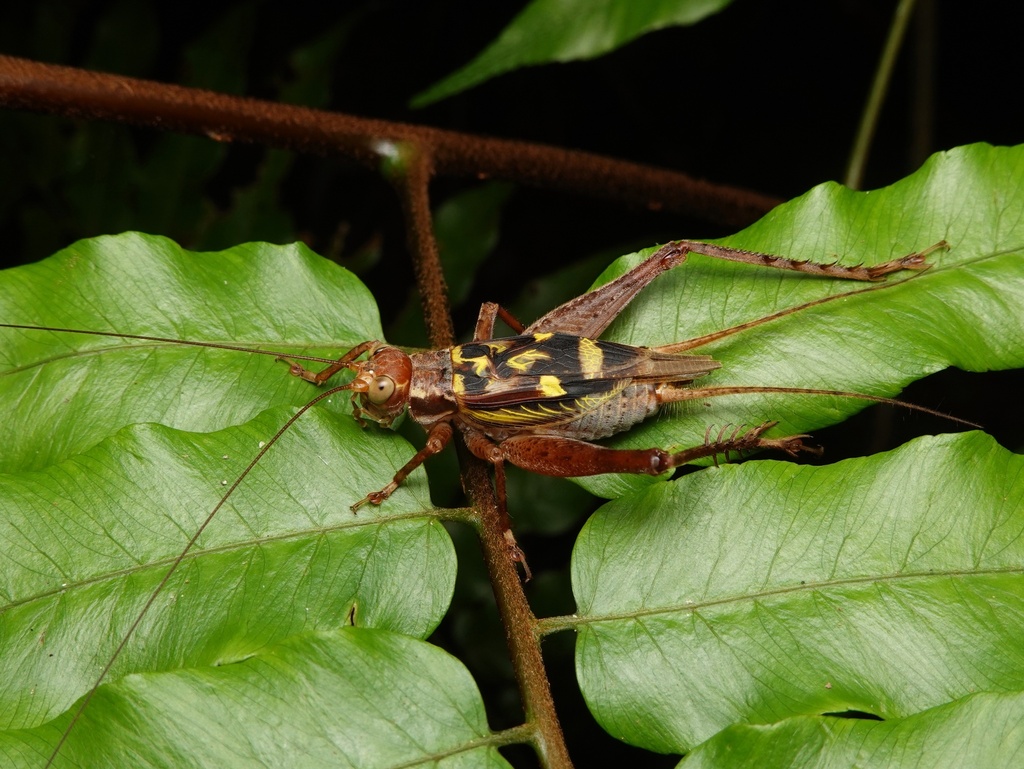 Cardiodactylus guttulus in August 2023 by orthoptera-jp · iNaturalist