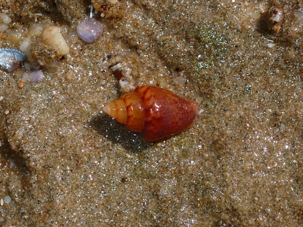 Dotted Dove Shell from Barcoongere NSW 2460, Australia on August 29 ...