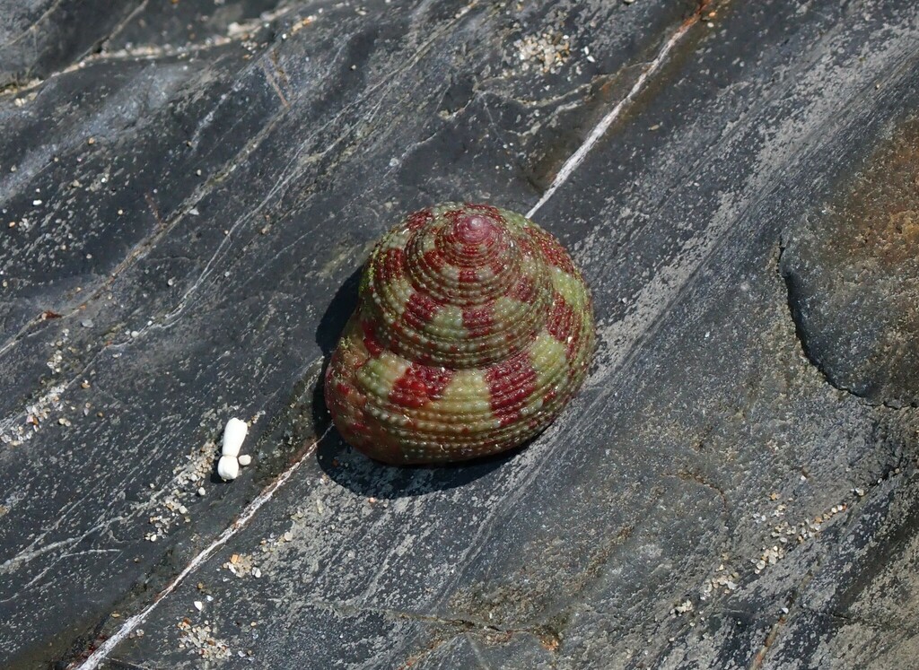 Clanculus clangulus from Barcoongere NSW 2460, Australia on August 29 ...