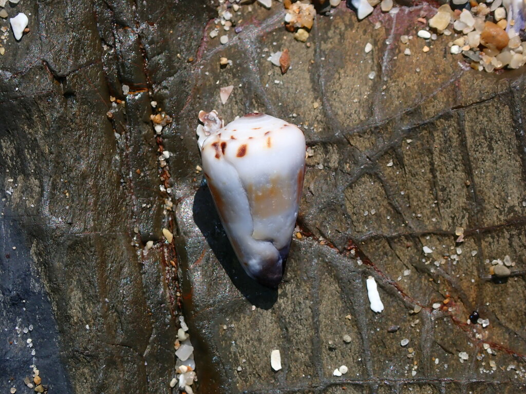 Music Cone from Barcoongere NSW 2460, Australia on August 29, 2023 at ...
