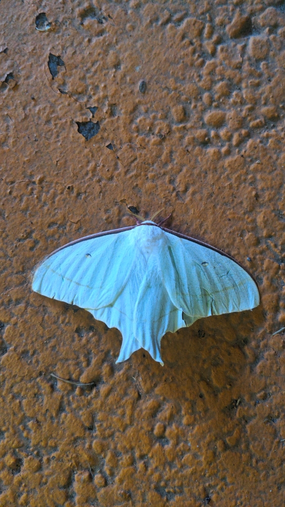 Actias aliena from 逗子市 on August 29, 2023 at 04:39 PM by Andy · iNaturalist