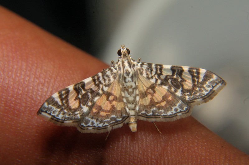Swan plant flower moth (Lepidoptera of the Sunshine Coast) · iNaturalist