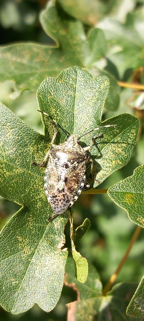 Mottled Stink Bug from 3431 GW Nieuwegein, Nederland on August 28, 2023 ...