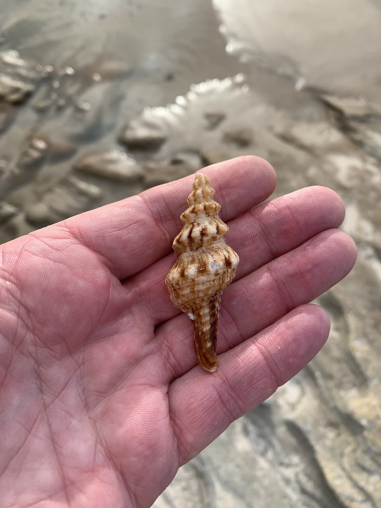 Nicobar spindle from Yuraygir National Park, Yuraygir, NSW, AU on ...