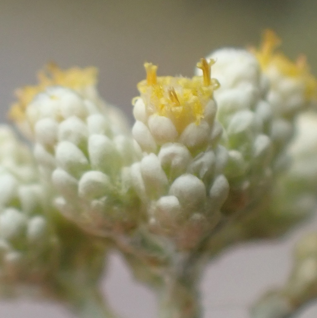 Grey Everlasting from Voorsorg 124, Garden Route District Municipality ...