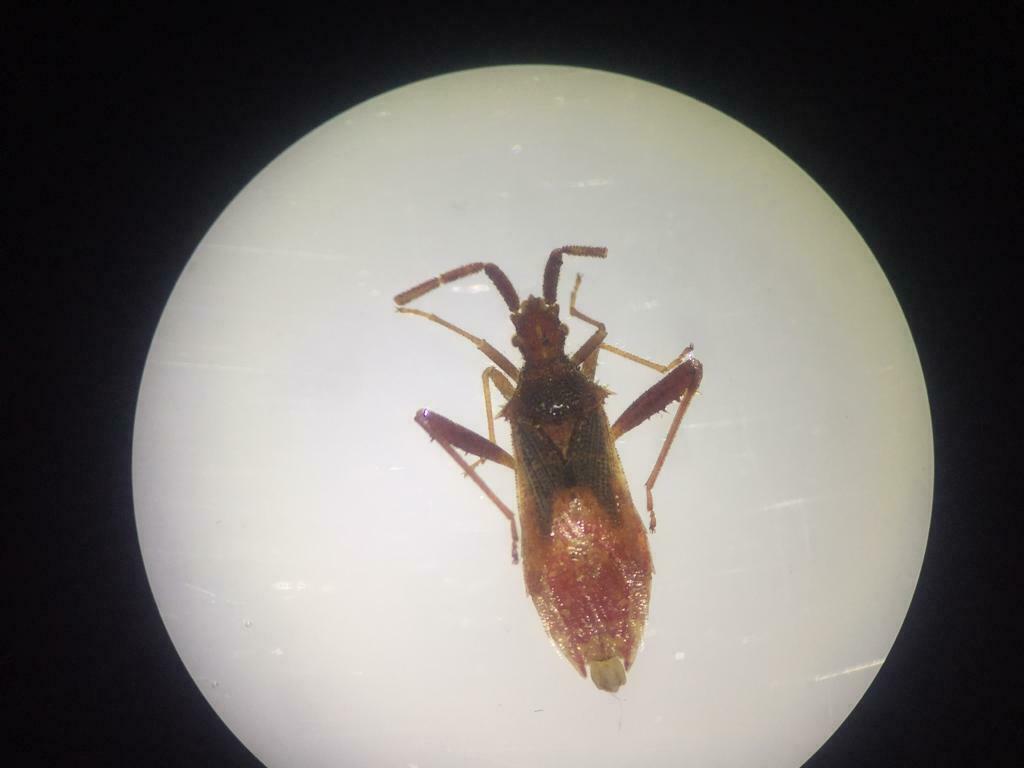 True Bugs from Madrid, Spain on July 19, 2023 at 11:25 AM by Natalia ...