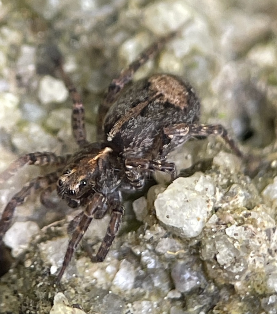 Small Striped Wolf Spiders in August 2023 by suecee. 5mm · iNaturalist