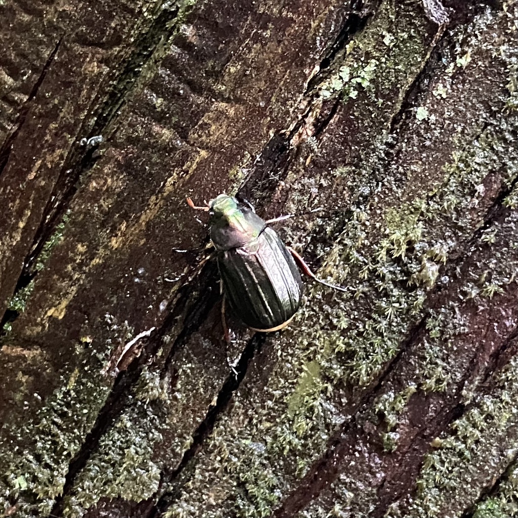 Anomalini from Joshin'etsukogen National Park, Annaka, Gunma, JP on ...