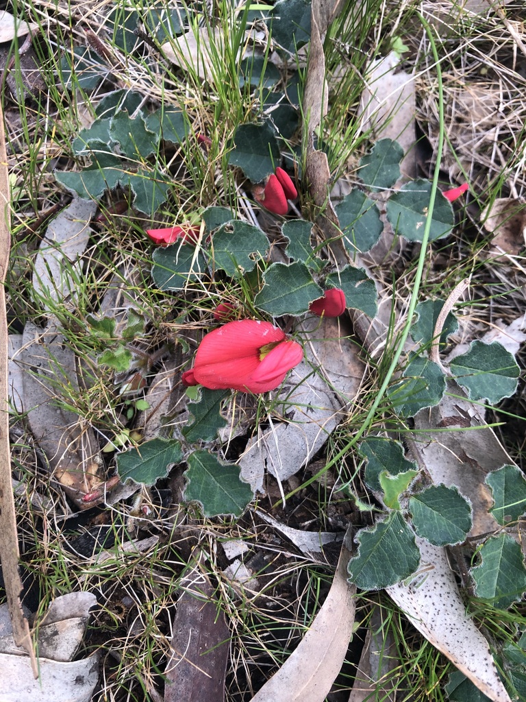 Running Postman from Devils Nose Track, Yattalunga SA 5114, Australia ...
