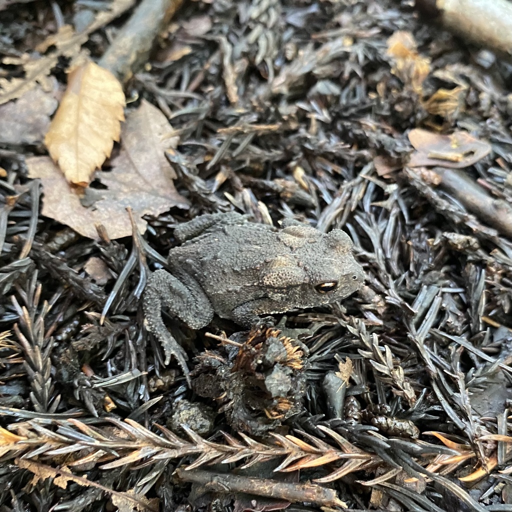 Old World Toads from Joshin'etsukogen National Park, Annaka, Gunma, JP ...