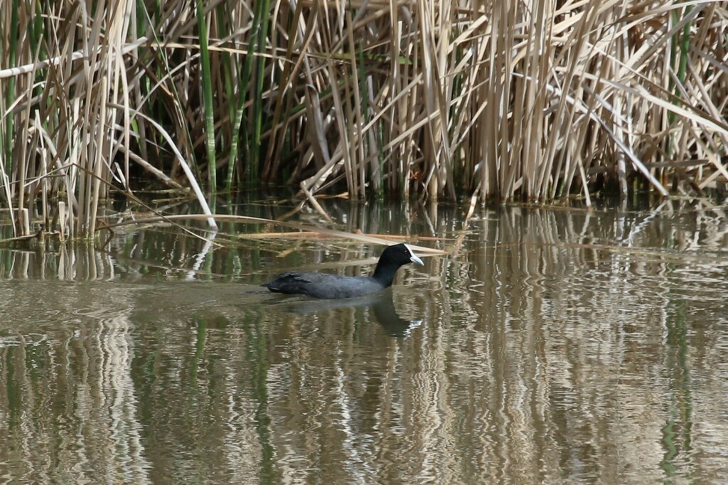 Australasian Coot from Conder community wetlands, ACT, Australia on ...