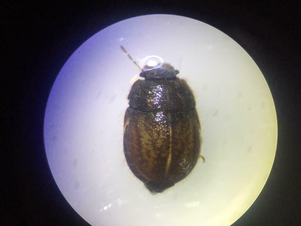 Stink Bugs, Shield Bugs, and Allies from Madrid, Spain on July 19, 2023 ...