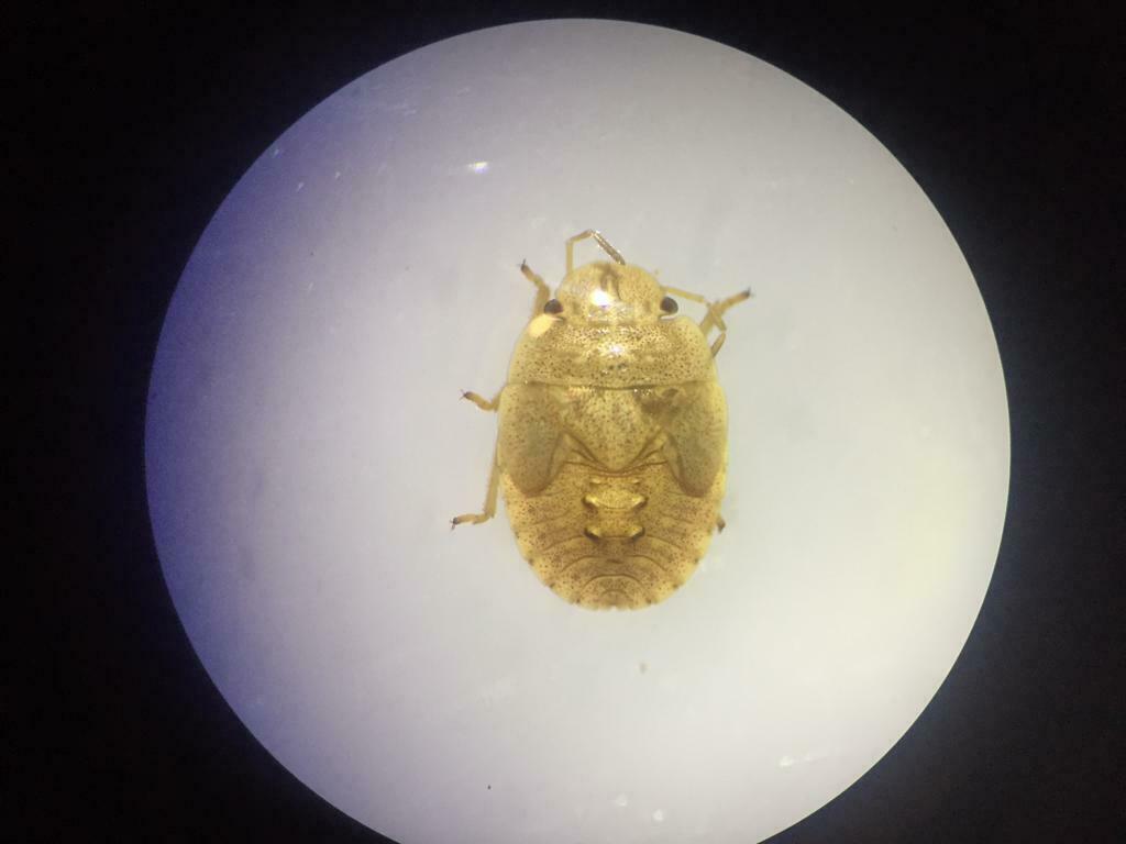 Sand-runner Shieldbug from Madrid, Spain on July 19, 2023 at 11:25 AM ...
