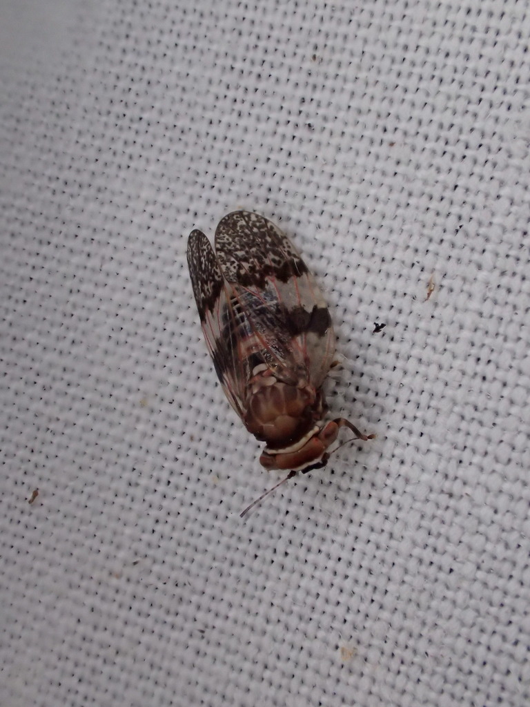 True Bugs, Hoppers, Aphids, and allies from 30km E by N of Swan Reach ...
