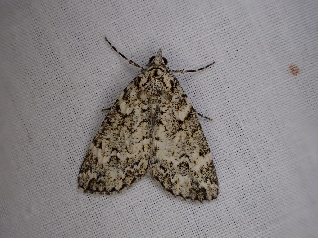 Ennominae from 30km E by N of Swan Reach, S. AUST on August 29, 2023 at ...