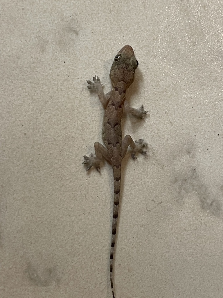 Tropical House Gecko from Laurel Oaks on August 27, 2023 at 08:33 PM by ...