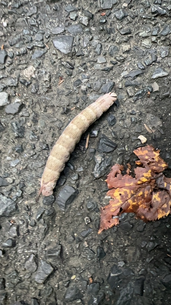 Parum colligata from Sanriku Fukko (reconstruction) National Park ...