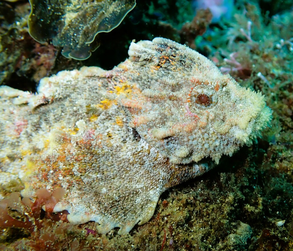 Southern Velvetfish from Sydney NSW, Australia on August 25, 2023 at 01 ...