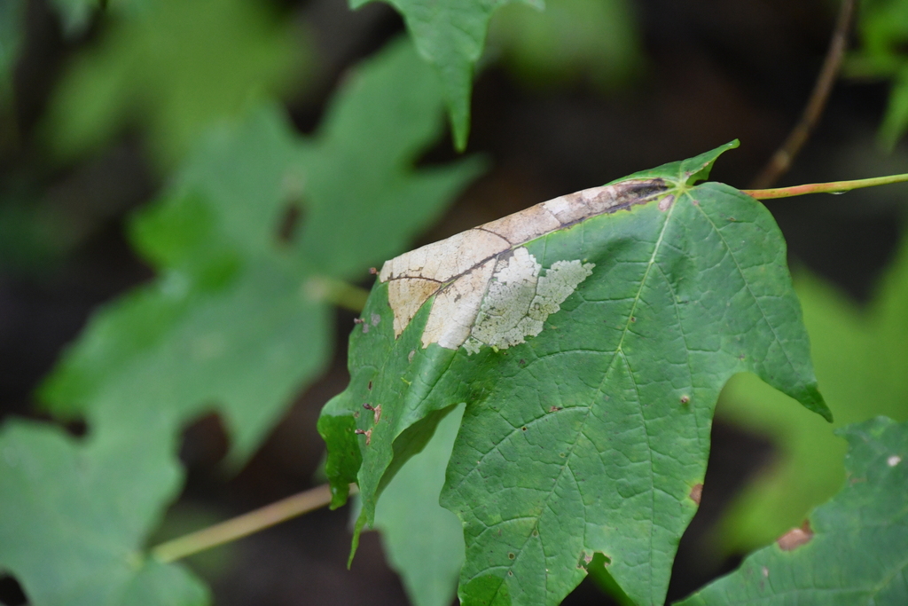 Maple Trumpet Skeletonizer Moth from Randolph County, WV, USA on August ...