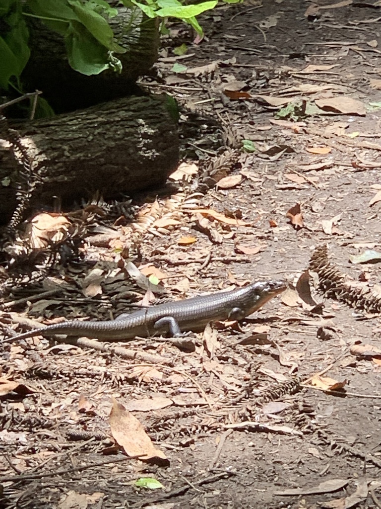Land Mullet from Berowra Valley National Park, Dural, NSW, AU on ...