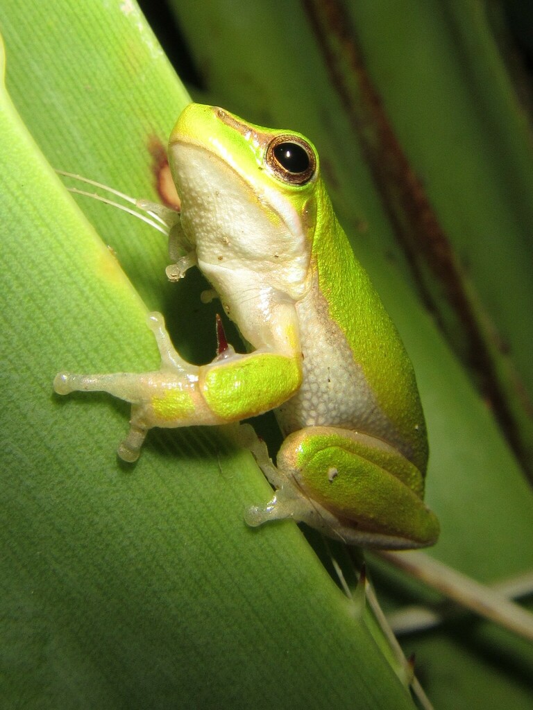 Litoria fallax-bicolor complex from Watsonville QLD 4887, Australia on ...