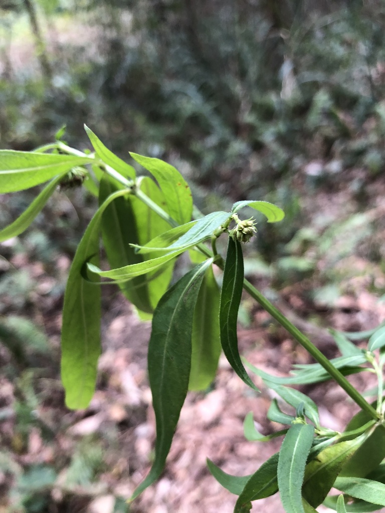 koala bells from D’Aguilar National Park, Mount Nebo, QLD, AU on August ...