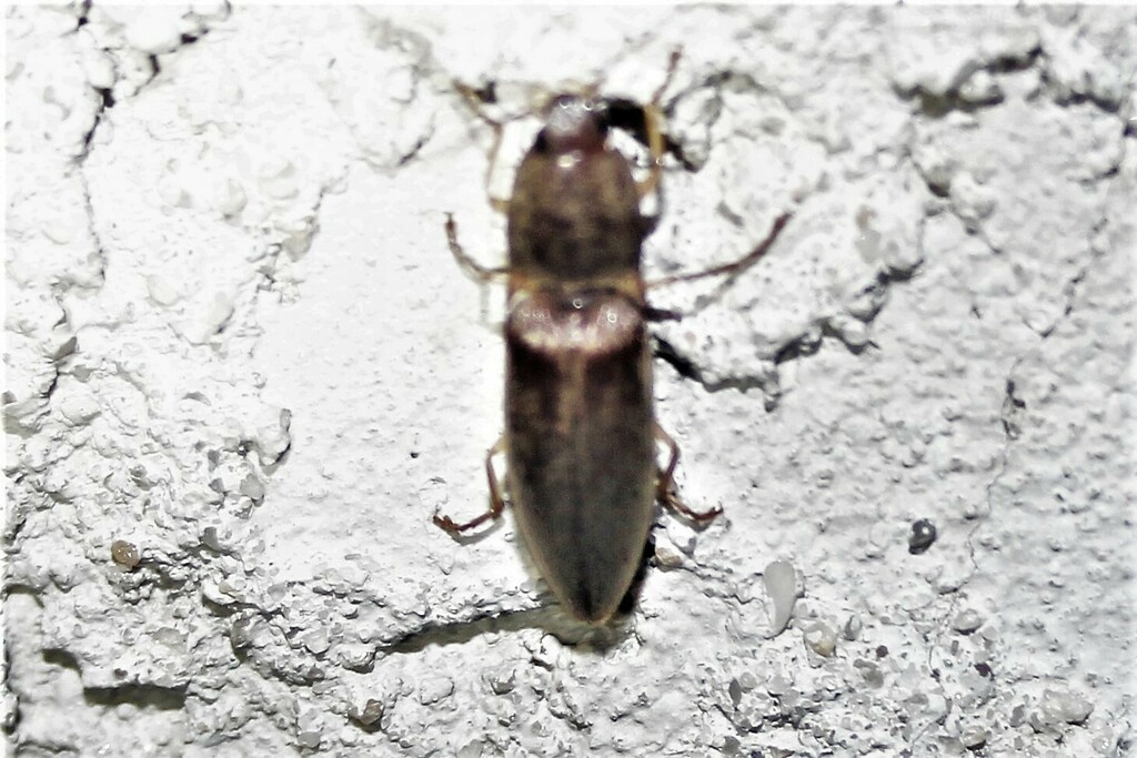 Conoderus lividus from Laurel Run, PA, USA on August 28, 2023 at 11:33 ...