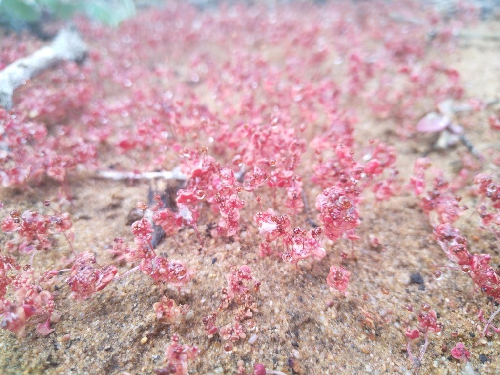 Mini Stonecrop from Namakwa District Municipality, South Africa on ...