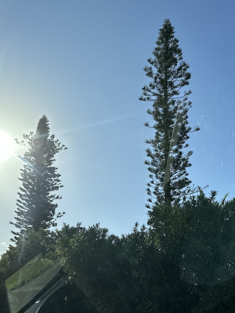 Cook pine from Main Island, Bermuda, BM on August 29, 2023 at 08:40 AM ...