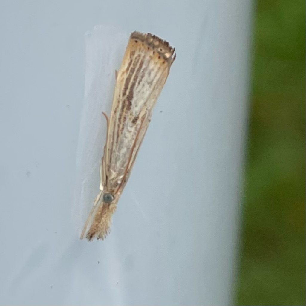 Vagabond Sod Webworm Moth from Peterborough on August 26, 2023 at 03:22 ...
