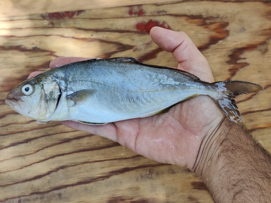 Amberjacks from Mpoufalo 340 17, Griechenland on August 29, 2023 at 01: ...