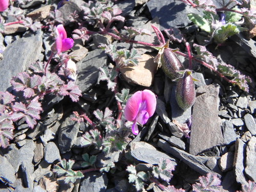 Cicer incisum · iNaturalist