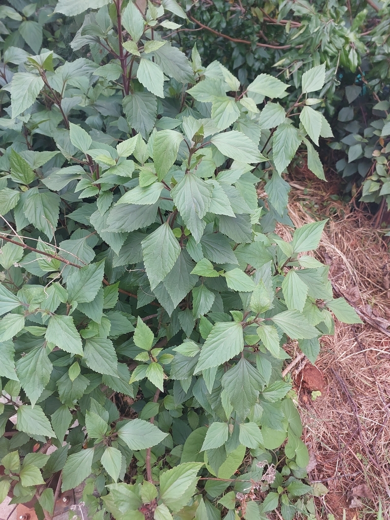 Crofton Weed from China, Yun Nan Sheng, Kun Ming Shi, Xi Shan Qu, 海埂路 ...