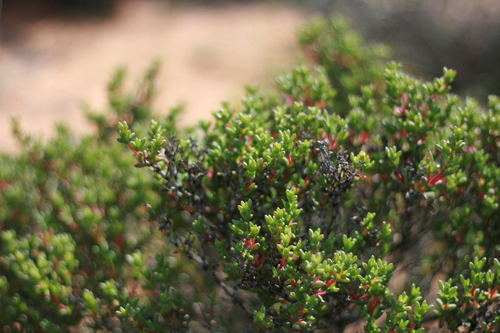 Ruschia ampliata · NaturaLista Colombia