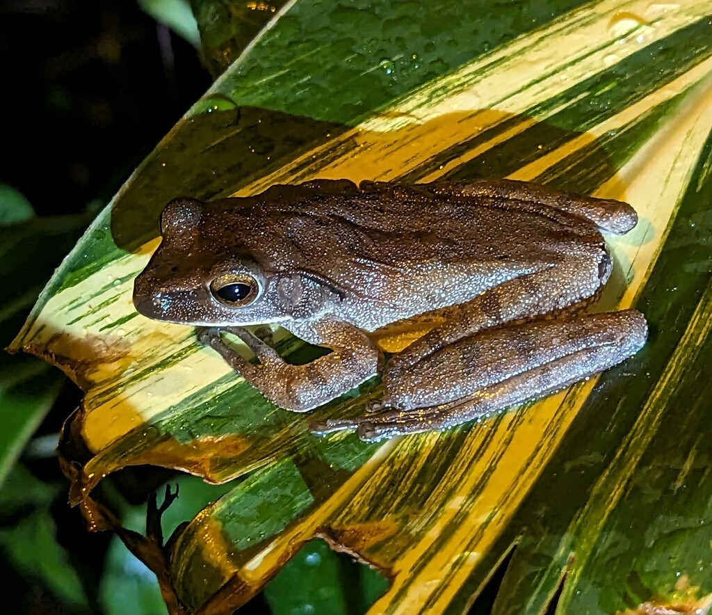 Brown Tree Frog from 香港馬鞍山 on August 29, 2023 at 08:00 PM by stimes ...