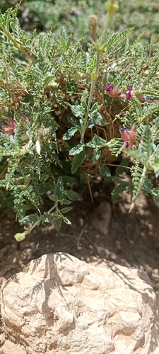 Scutellaria multicaulis · iNaturalist United Kingdom