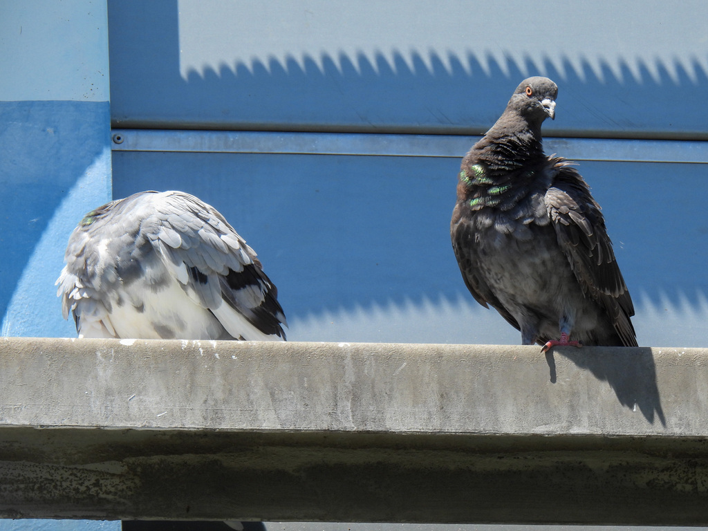 Feral Pigeon from Tama Ward, Kawasaki, Kanagawa, Japan on August 25 ...