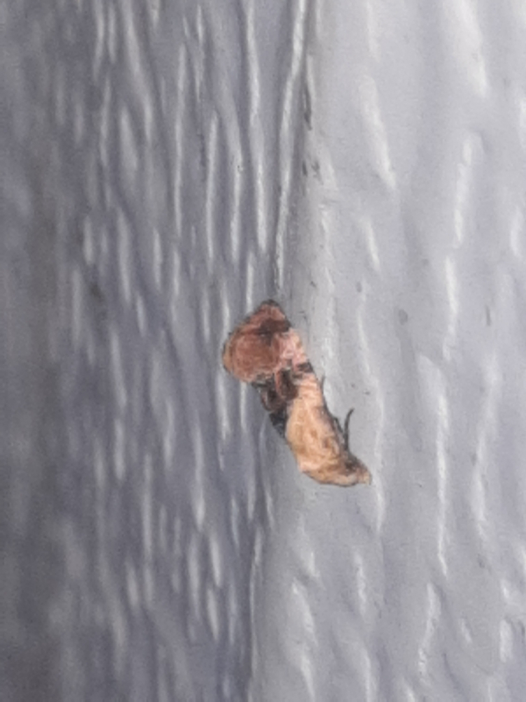 Banded Sunflower Moth from Elizabethton, TN 37643, USA on August 28 ...