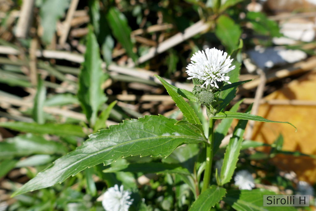 Gymnocoronis spilanthoides (LIFE medCLIFFS) · iNaturalist