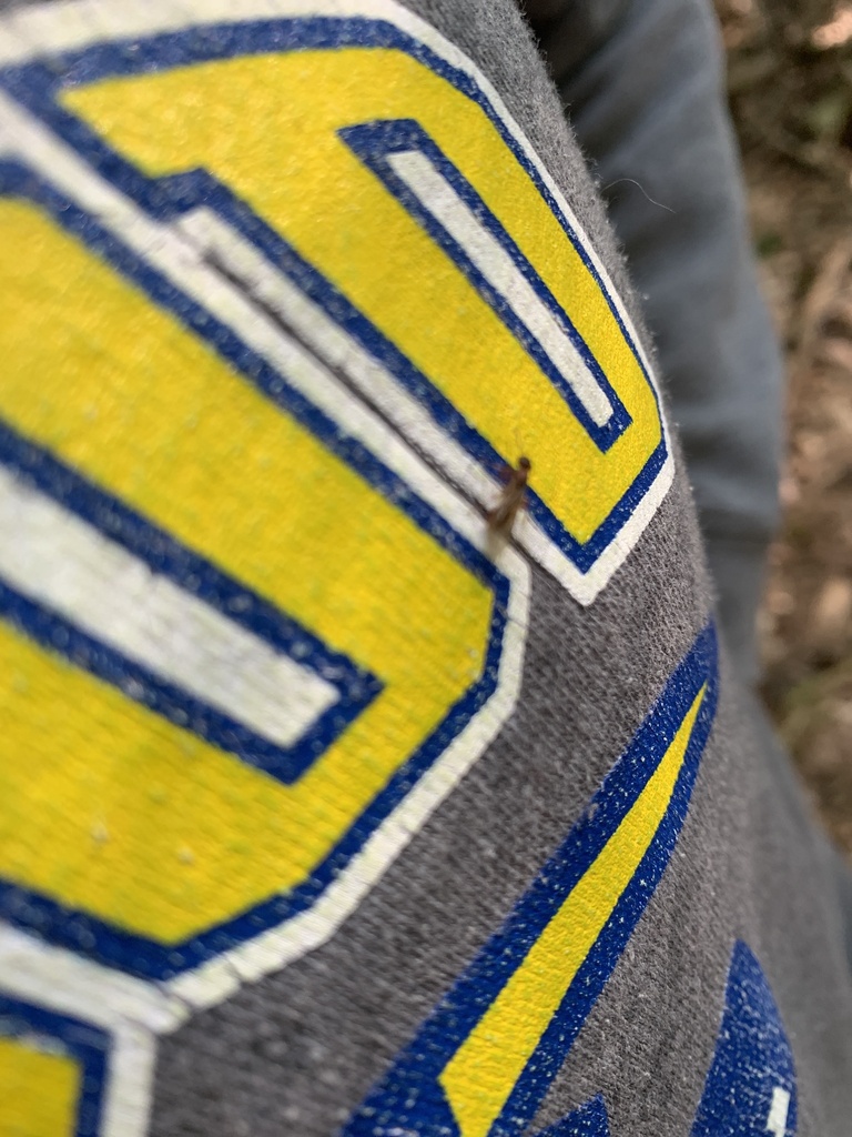 Winged and Once-winged Insects from College Woods And Reservoir, Durham ...