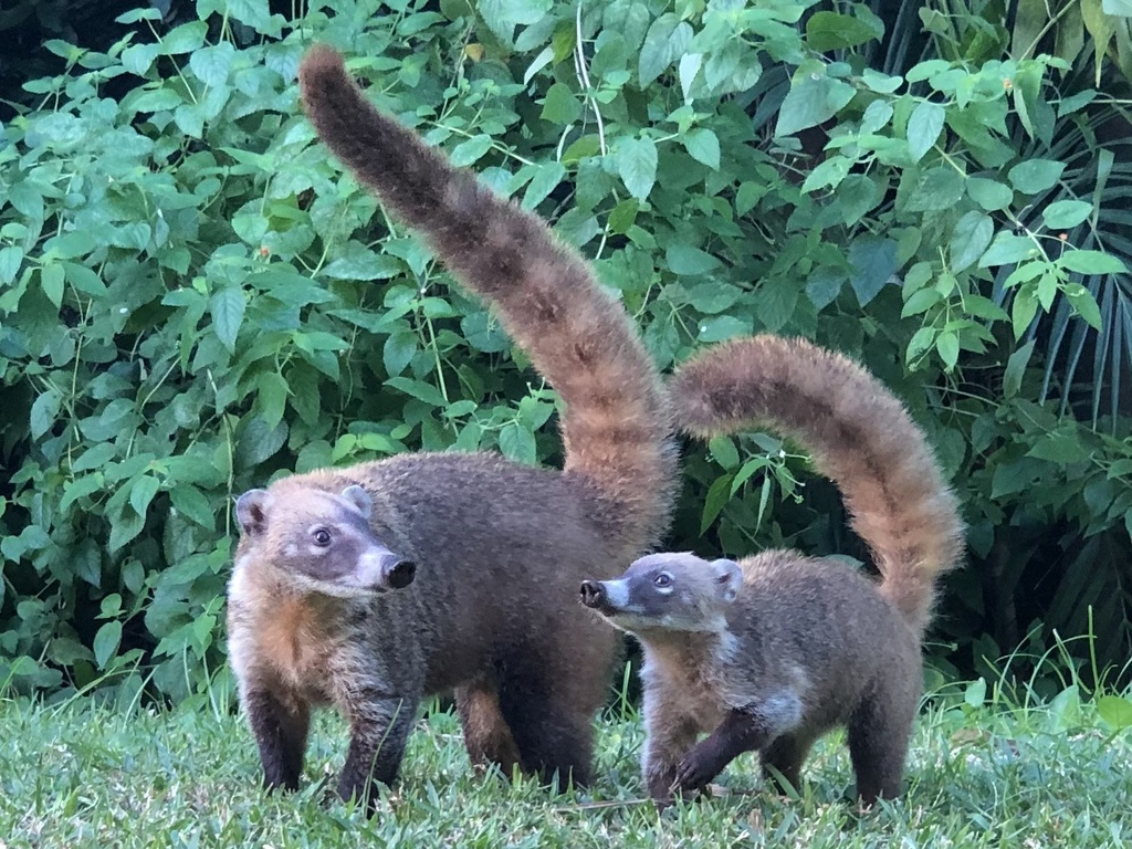 White-nosed Coati from Valentín Maya Resort, Valentín Maya Resort, Q ...