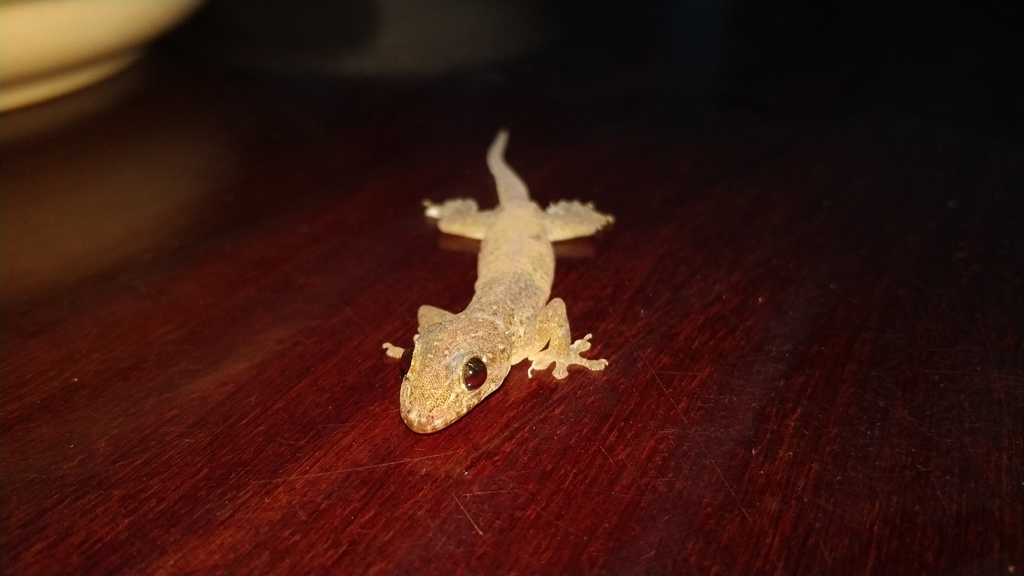 Common Four-clawed Gecko from MFQ8+FJ6, Ban Phue, Ban Phue District ...