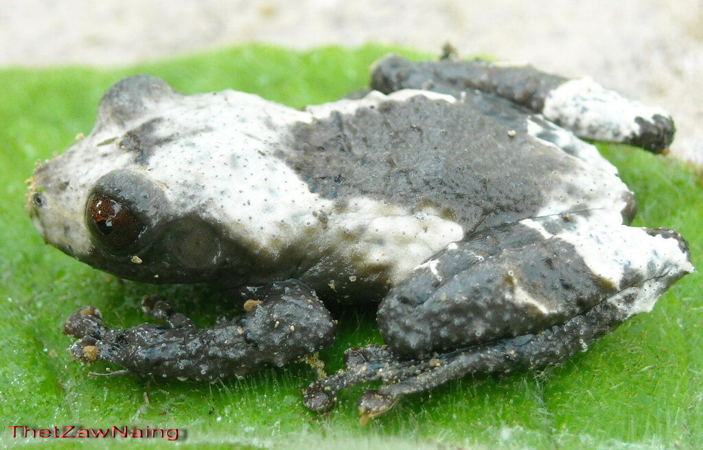 Moss Frogs from Putao, Myanmar (Burma) on March 16, 2009 at 08:55 AM by ...