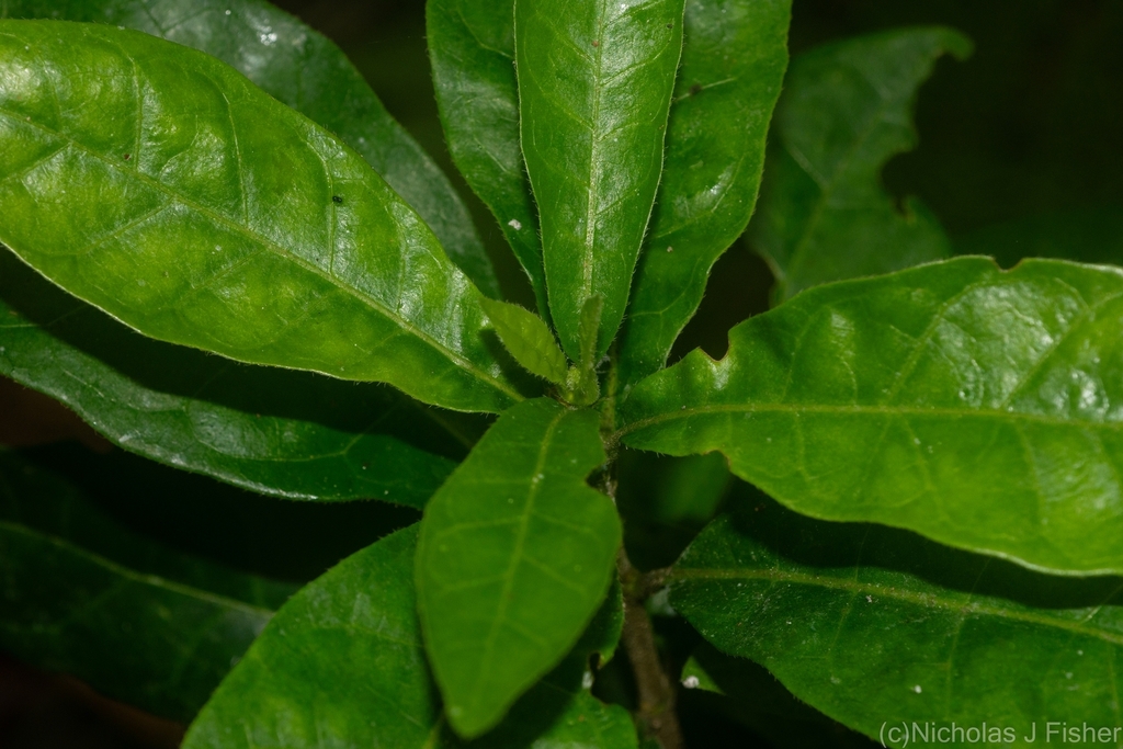 dicots from Tamborine Mountain QLD 4272, Australia on February 20, 2023 ...
