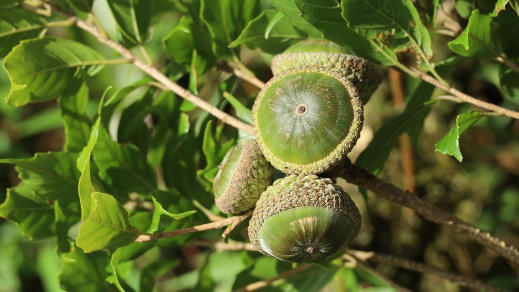 Lithocarpus corneus - plant details - WorldFloraDB