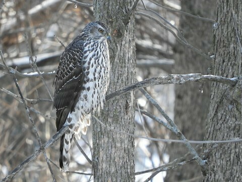 Northern Goshawk from Perth, ON, Canada on February 29, 2020 at 08:00 ...