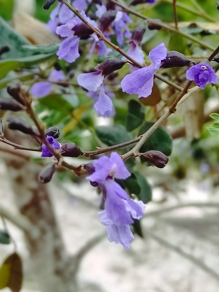 Bowdichia virgilioides from Andaraí, BA, Brasil on August 29, 2023 at ...